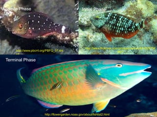 Ecological importance of the parrot fish | PPTX