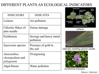 Ecological indicators and support with local examples | PPTX