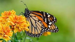 Ecological interactions | PPTX