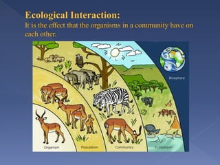 Ecological interactions between animals | PDF