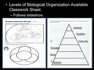 Levels Of Ecological Organization Worksheet