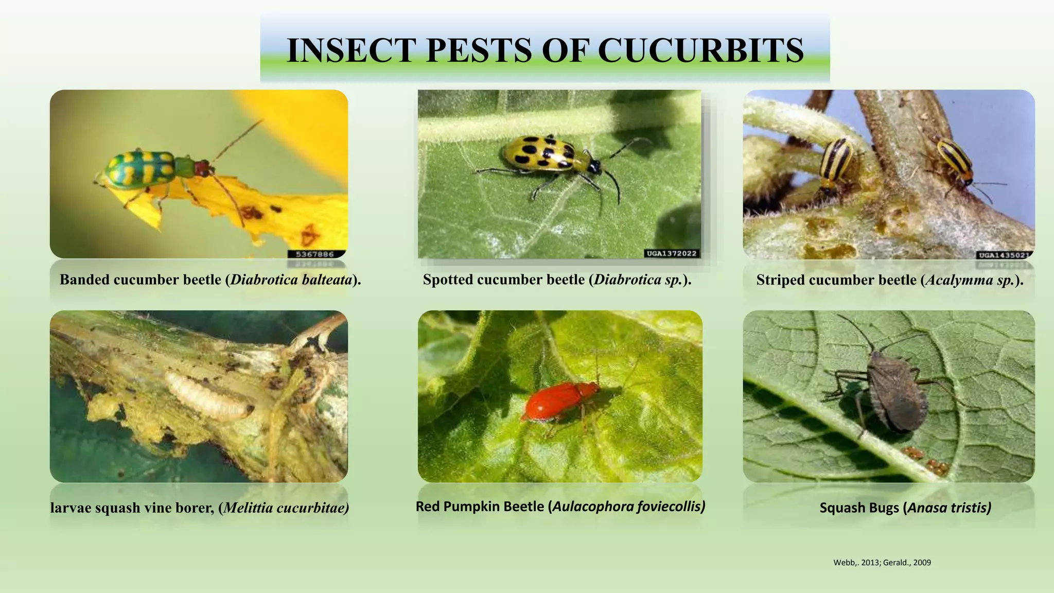 Ecological managements cucurbit pests. | PPTX
