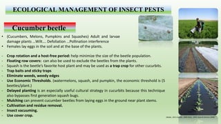 Ecological managements cucurbit pests. | PPT