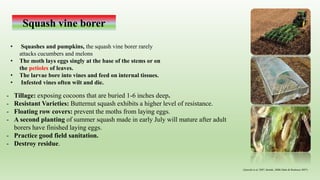 Ecological managements cucurbit pests. | PPT