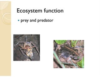 Ecological Monitoring Techniques | PDF