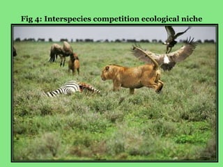 Ecological niche | PPTX