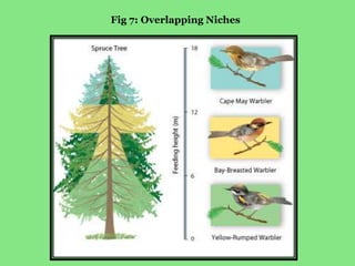 Ecological niche | PPTX