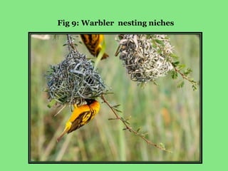 Ecological niche | PPTX