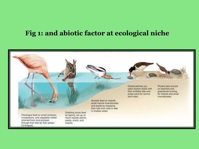 Ecological niche | PPTX | Geography | Science