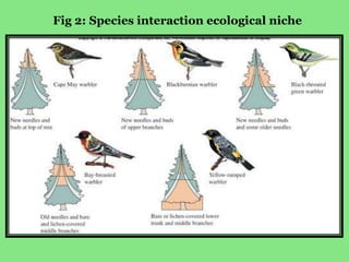 Ecological niche | PPTX