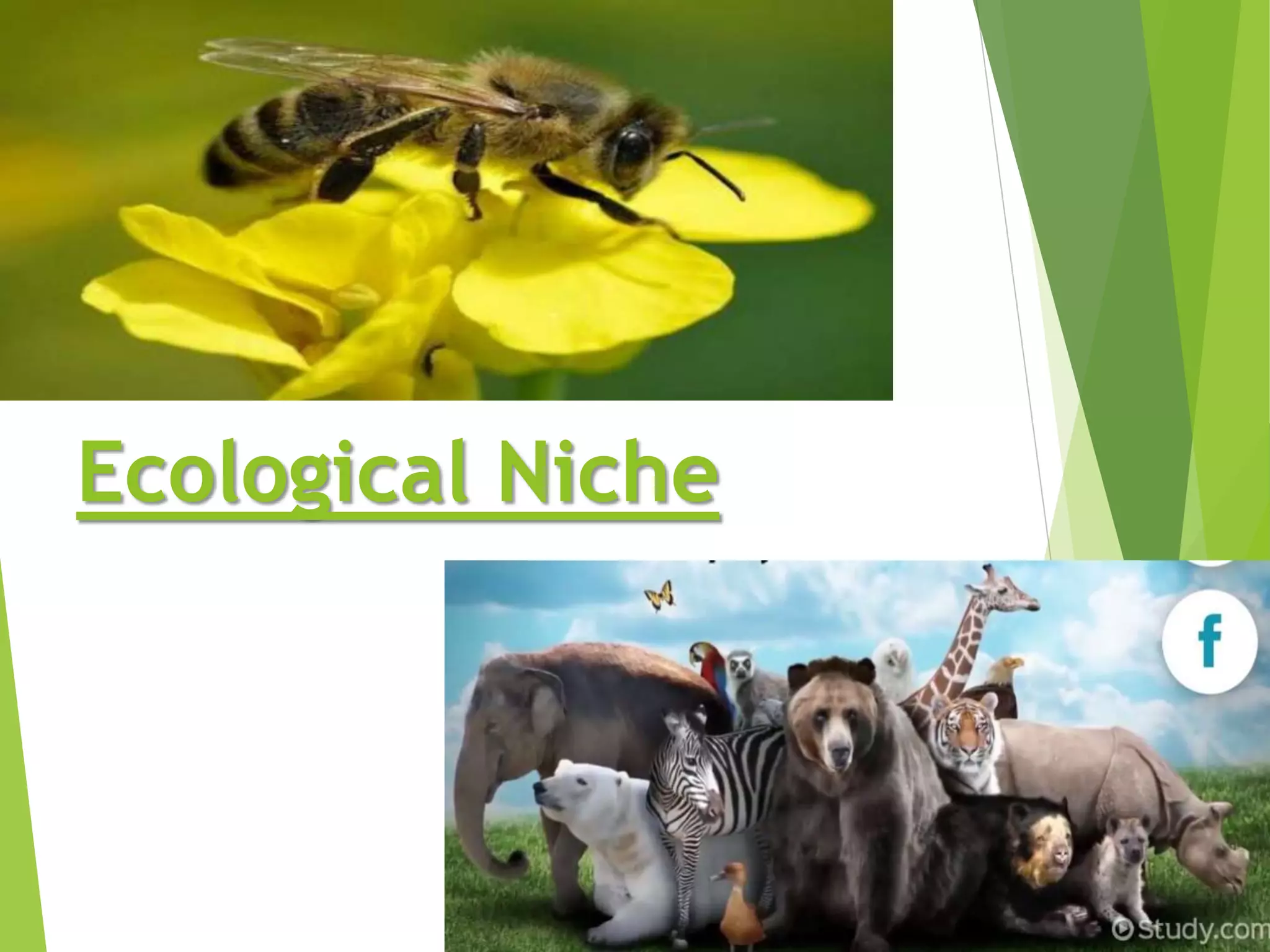 Ecological niche | PPTX