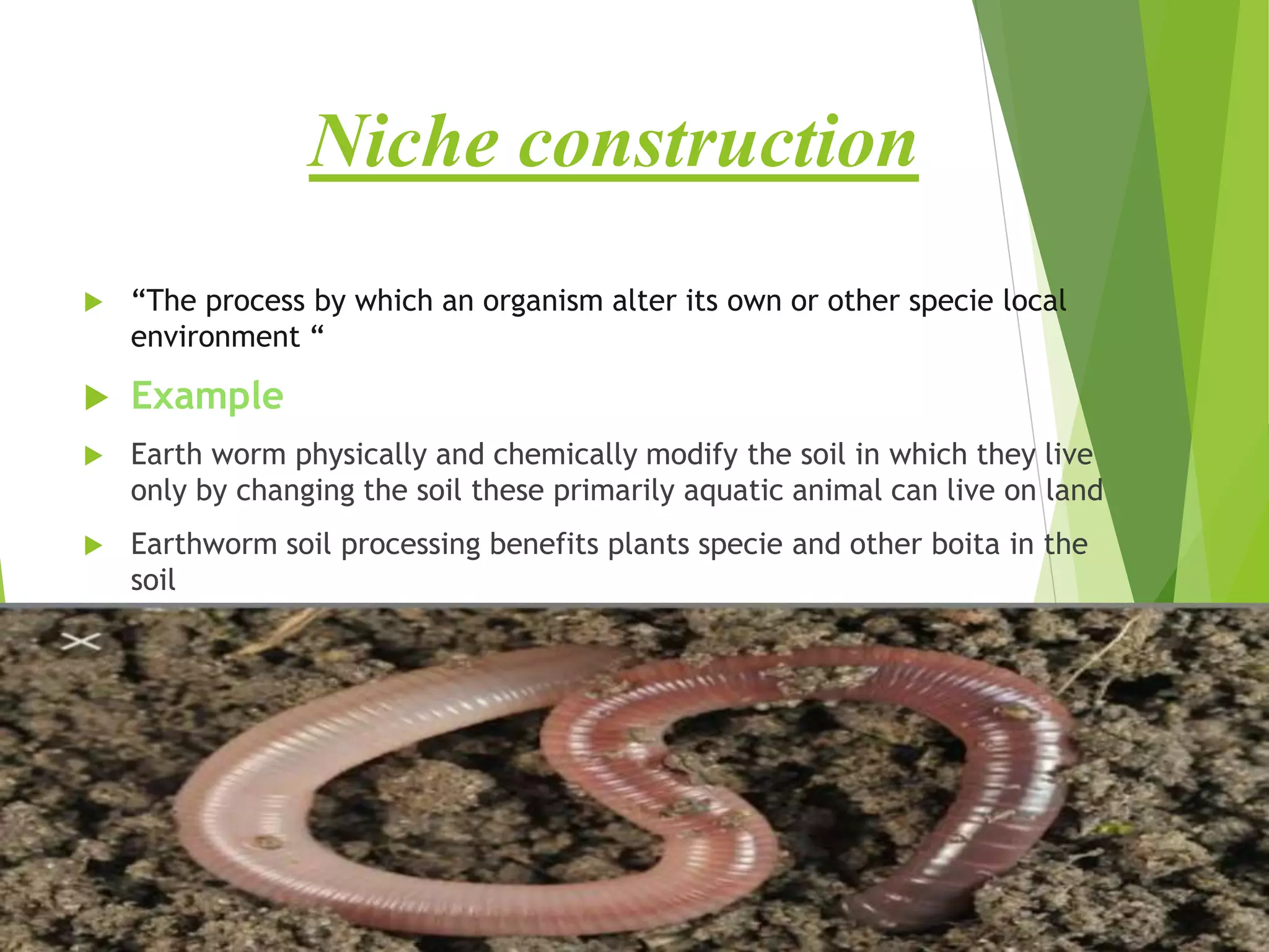 Ecological niche | PPTX