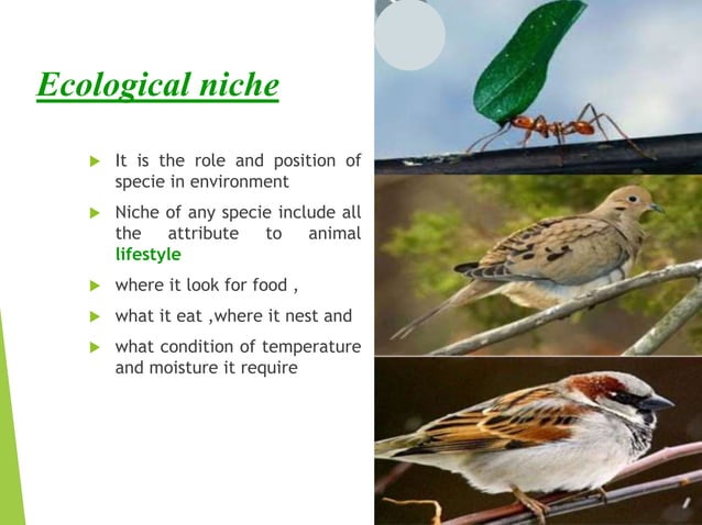 Ecological niche | PPTX | Geography | Science