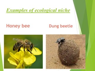 Animal Niche Examples