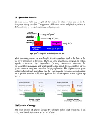 Ecological pyamids | PDF