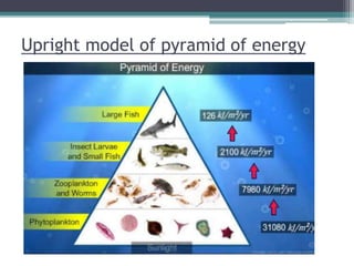 Ecological pyramid | PPTX