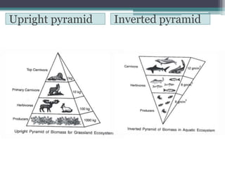 Ecological pyramid | PPTX