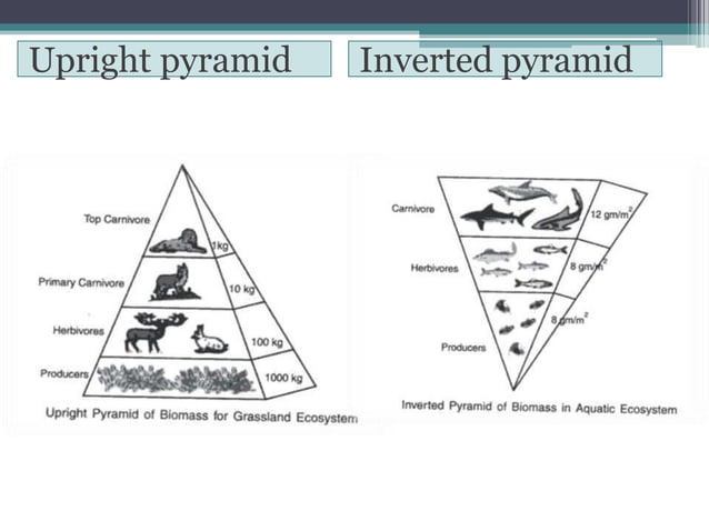Ecological pyramid | PPTX