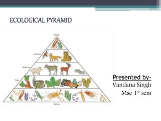 Levels Of Ecology Pyramid