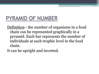 Pyramid Of Numbers Definition