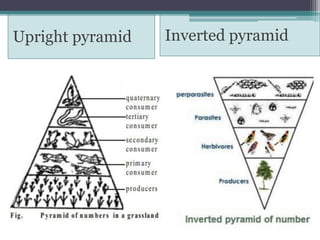 Ecological pyramid | PPT