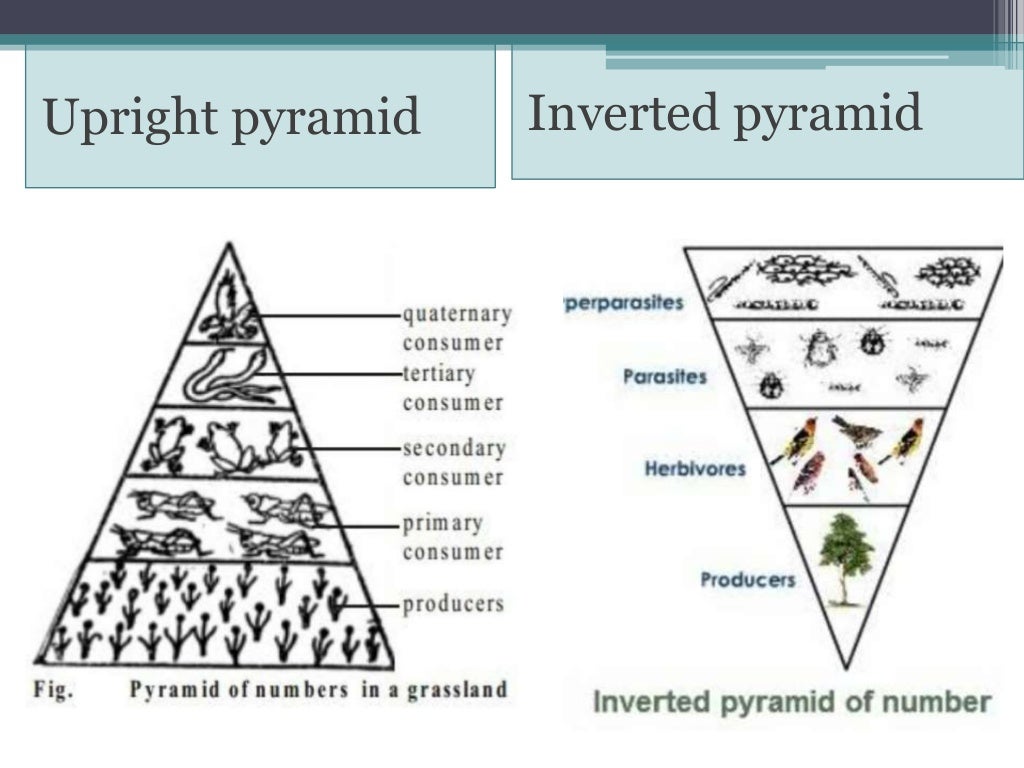 Ecological Pyramid