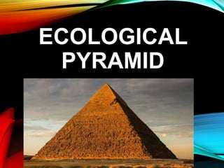 Ecological pyramid | PPTX