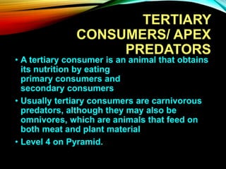 Ecological pyramid | PPT