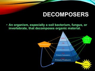 Ecological pyramid | PPTX