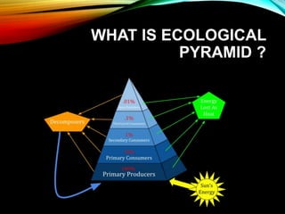 Ecological pyramid | PPTX