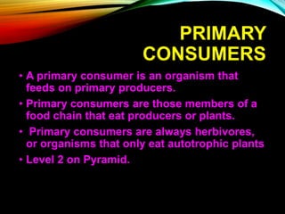 Ecological pyramid | PPTX