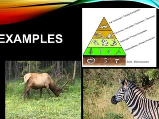 Ecological pyramid | PPTX