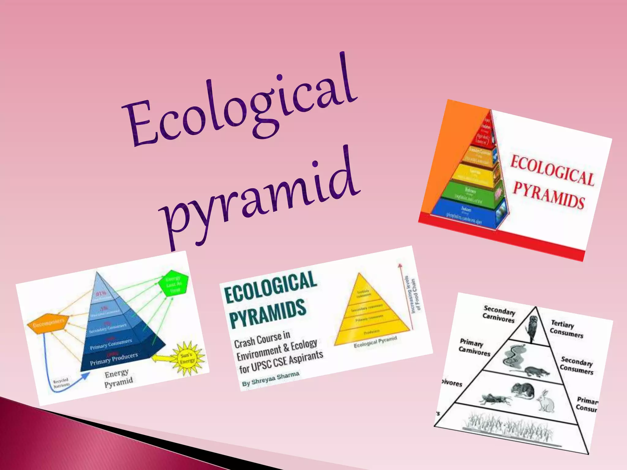 Ecological pyramid | PPTX