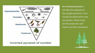 Ecological pyramid - Juliya Saji | PPT