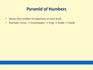 ecological_pyramid_attractivepresen.pptx