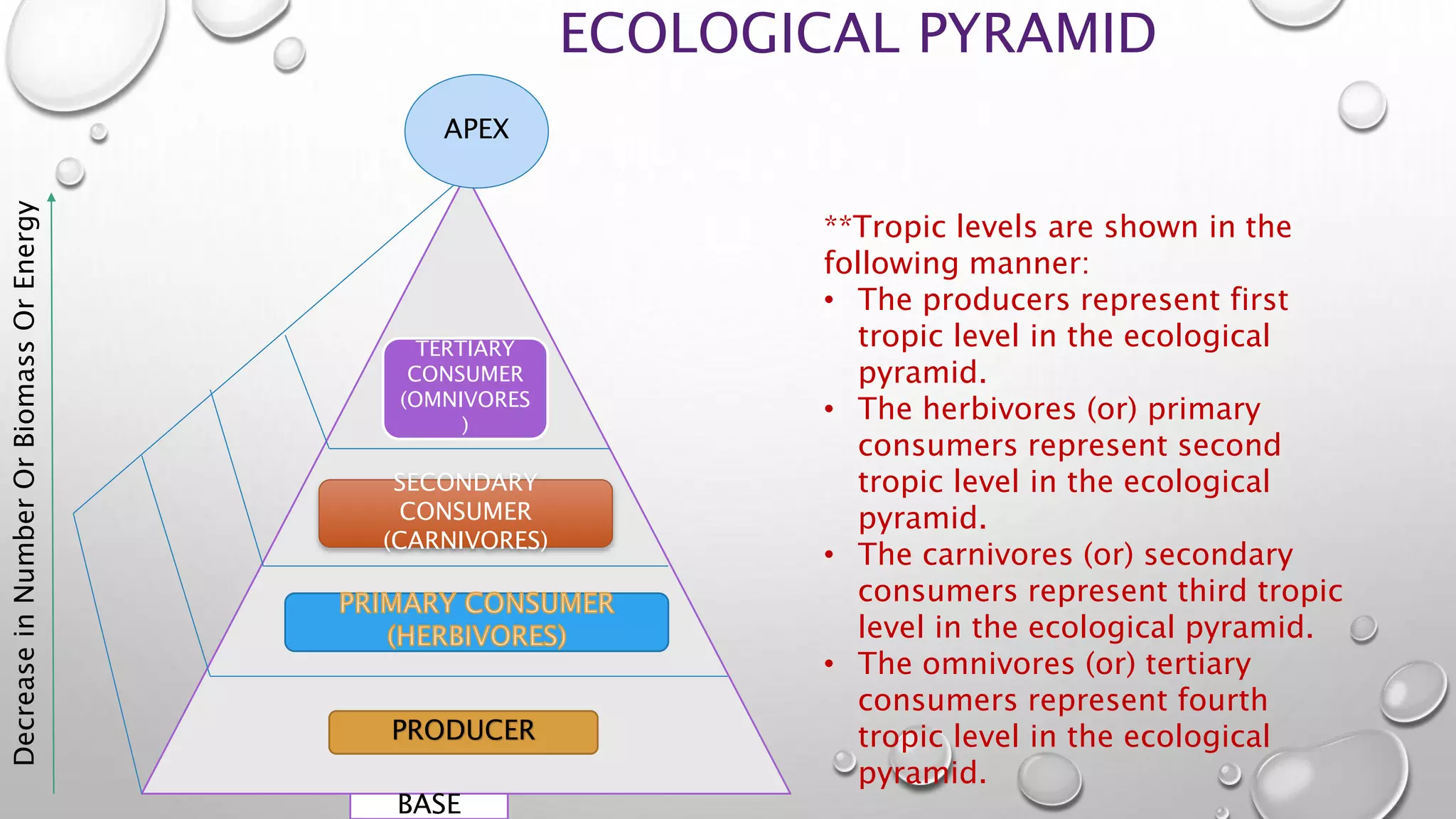 Ecological pyramid by ramkeshchauhan | PPT