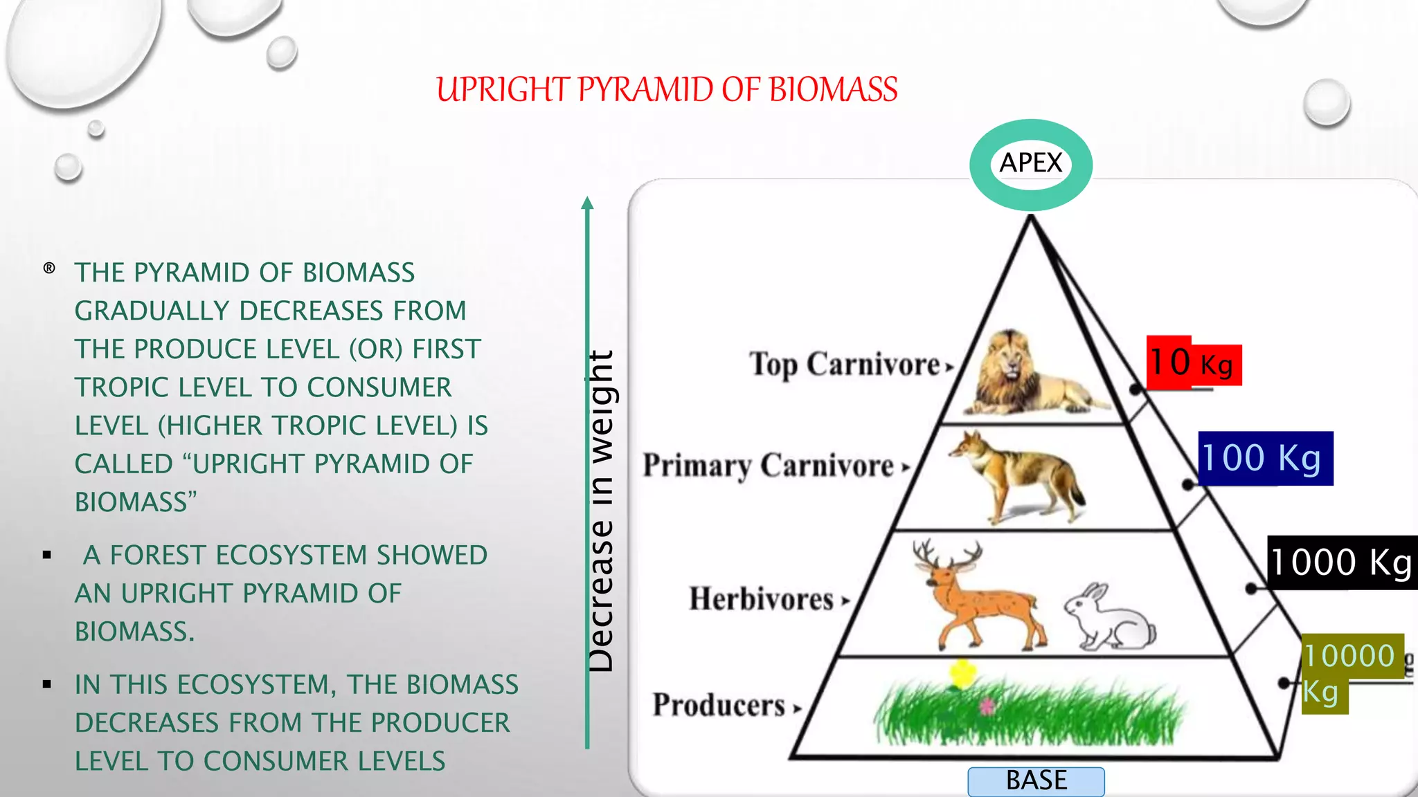 Ecological pyramid by ramkeshchauhan | PPT