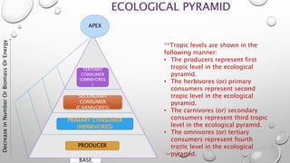 Ecological pyramid by ramkeshchauhan | PPT