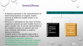 Ecological pyramid by ramkeshchauhan | PPTX