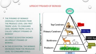 Ecological pyramid by ramkeshchauhan | PPT