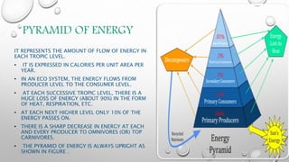 Ecological pyramid by ramkeshchauhan | PPTX