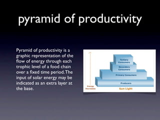 Ecological pyramids | KEY
