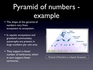 Ecological pyramids | KEY