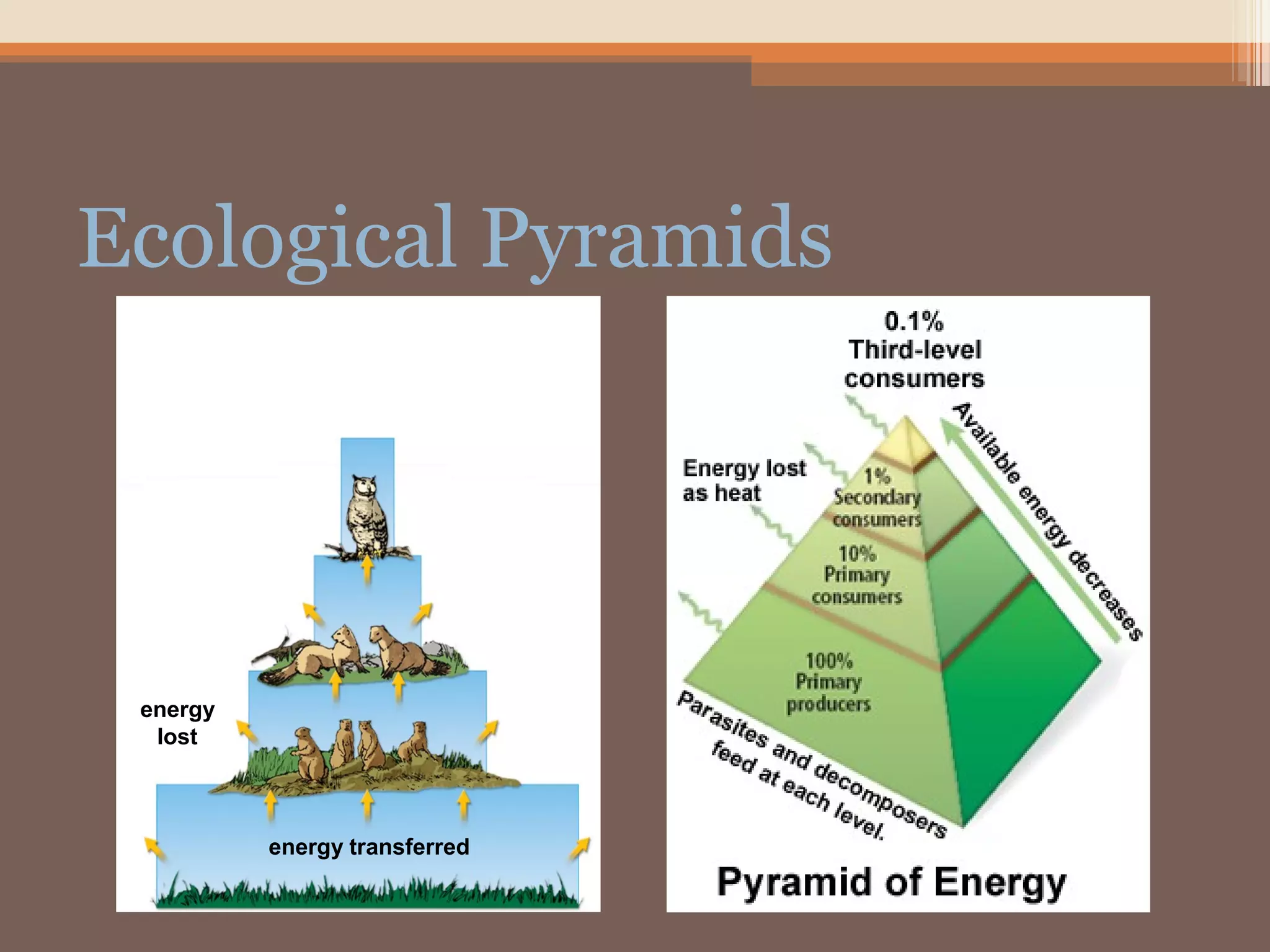 Ecological Pyramids and The Transfer of Energy in Ecosystems | PPT