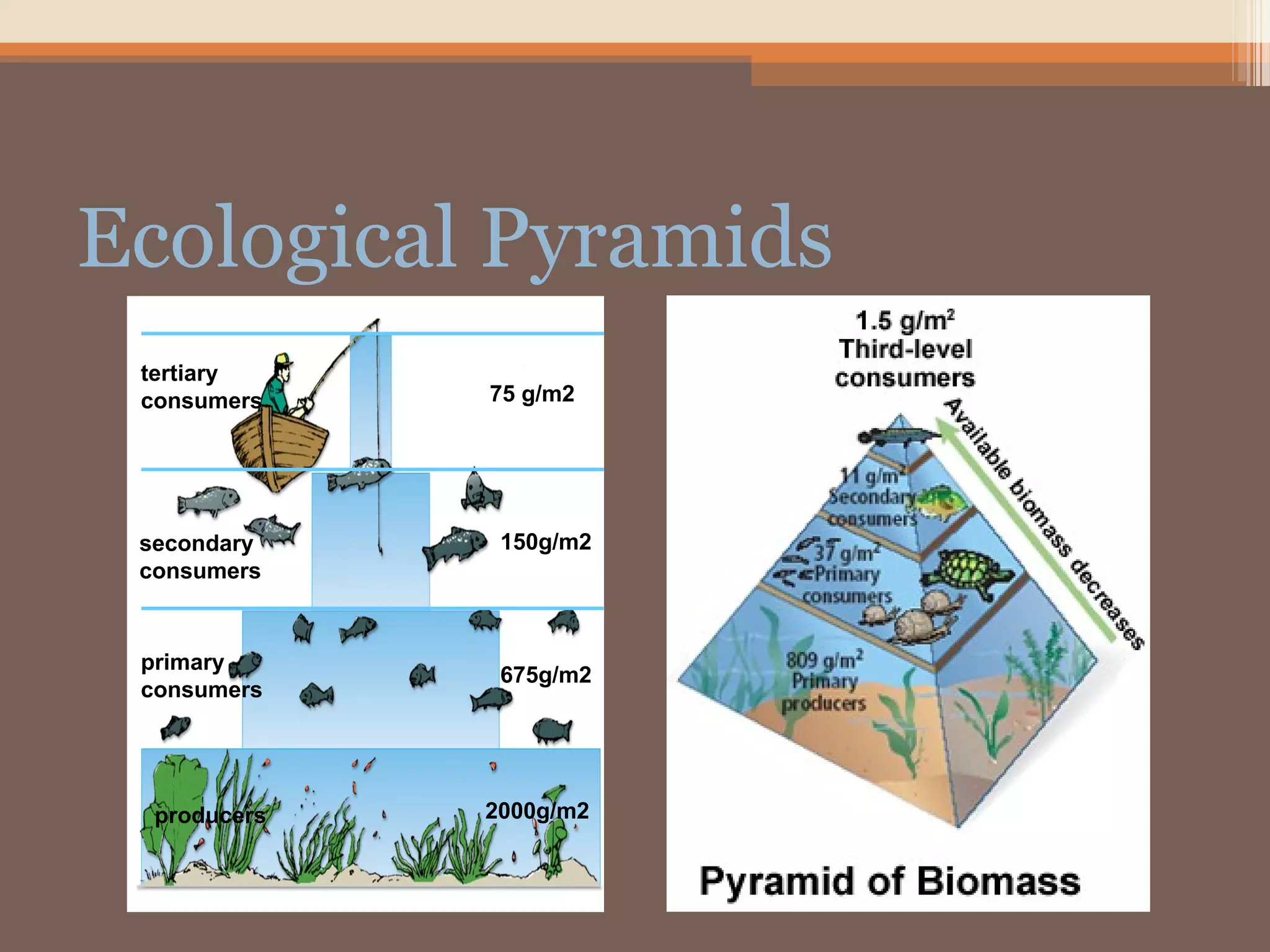 Ecological Pyramids and The Transfer of Energy in Ecosystems | PPT