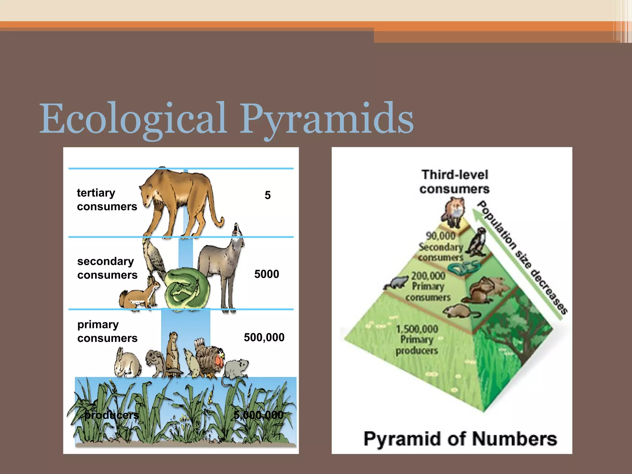 Ecological Pyramids and The Transfer of Energy in Ecosystems | PPT
