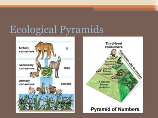 Ecological Pyramids and The Transfer of Energy in Ecosystems | PPT