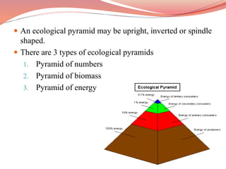 Ecological pyramids | PPTX