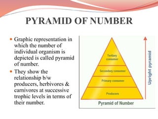 Ecological pyramids | PPTX