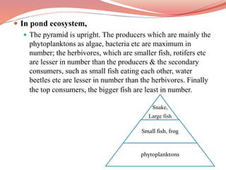 Ecological pyramids | PPTX